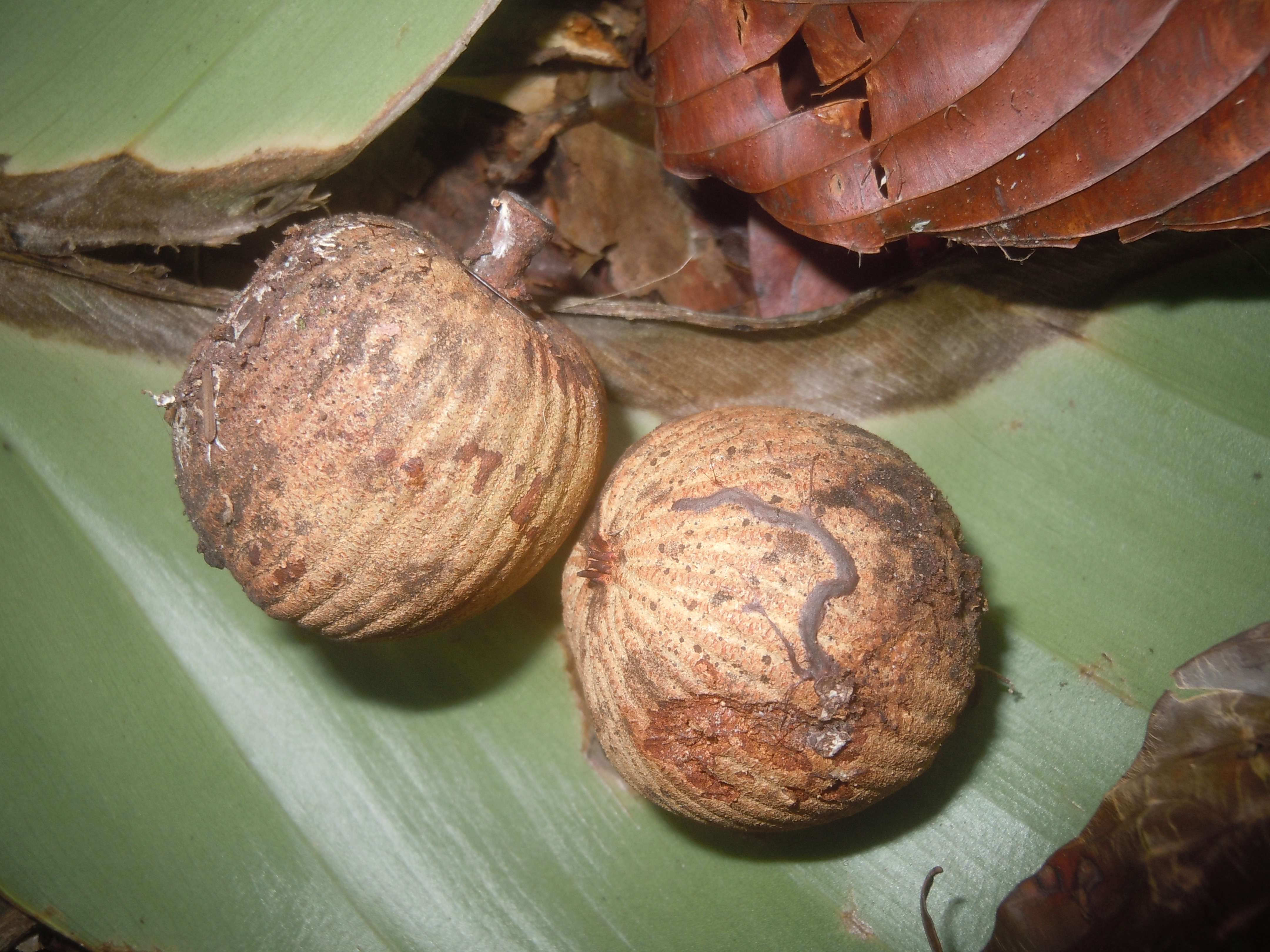 Lacunaria | Live Plant Photos | The Field Museum