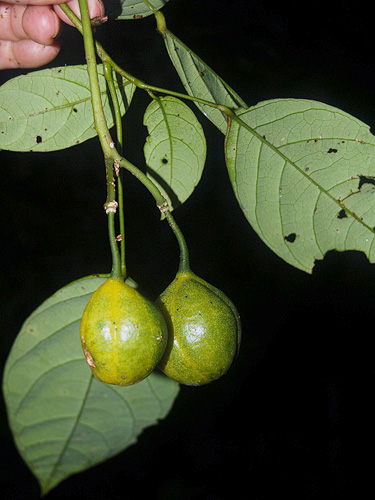 Capparidastrum | Live Plant Photos | The Field Museum