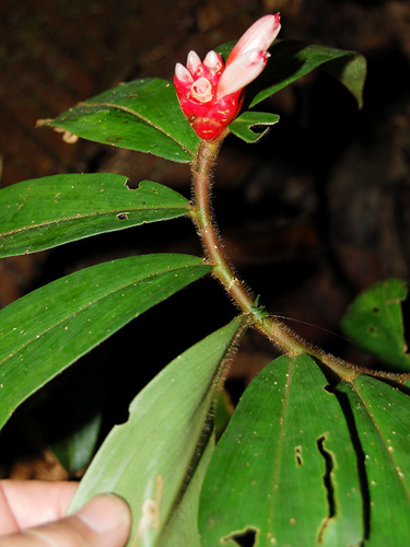 Costus chartaceus | Fotos de Campo | The Field Museum
