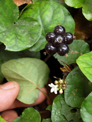 Geophila | Live Plant Photos | The Field Museum