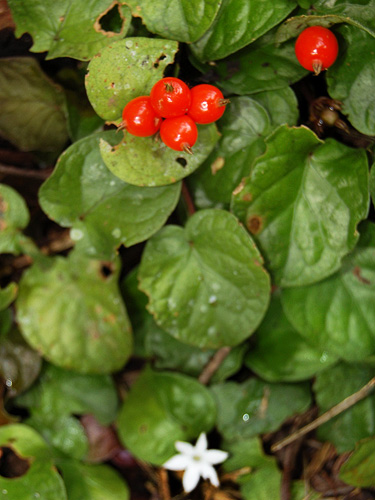Geophila | Live Plant Photos | The Field Museum