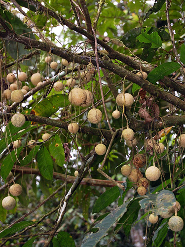 Leonia racemosa | Fotos de Campo | The Field Museum