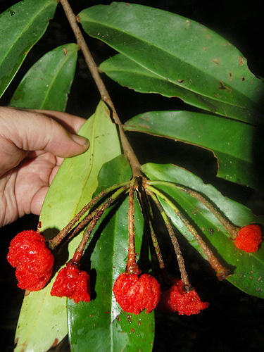 Marcgravia | Live Plant Photos | The Field Museum