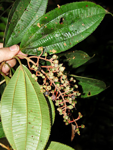 Miconia | Live Plant Photos | The Field Museum