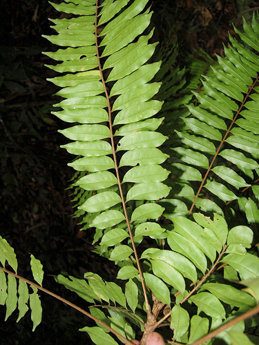 Simaba | Fotos de Campo | The Field Museum