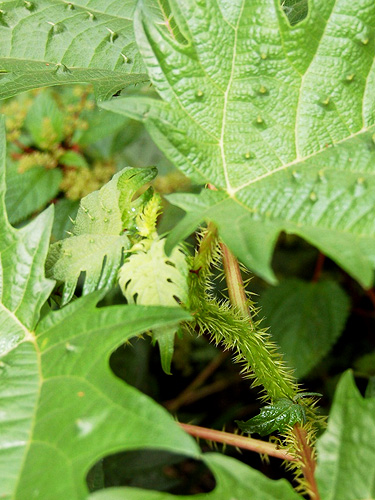 Urera laciniata | Fotos de Campo | The Field Museum