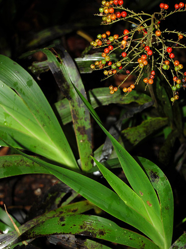 Xiphidium caeruleum | Fotos de Campo | The Field Museum