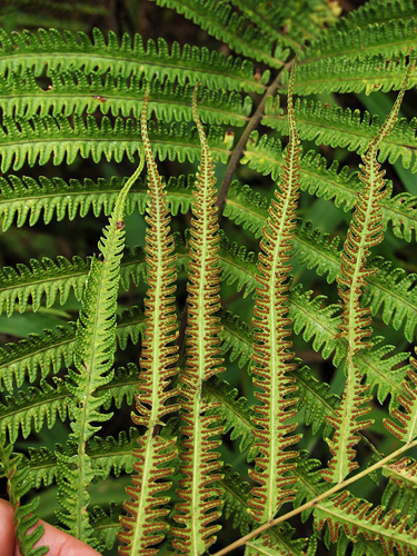 Cyathea | Live Plant Photos | The Field Museum