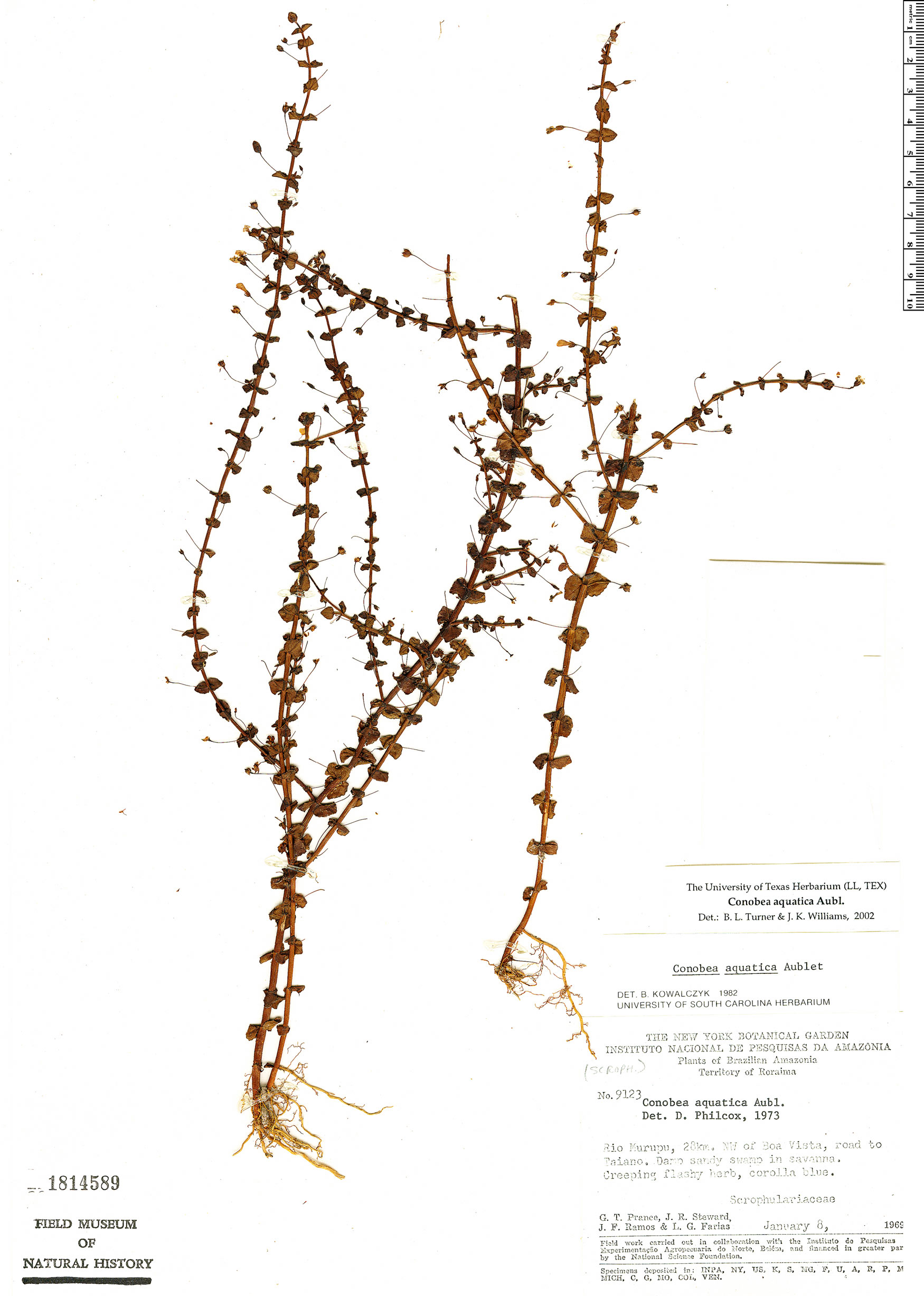 Conobea aquatica | Rapid Reference | The Field Museum