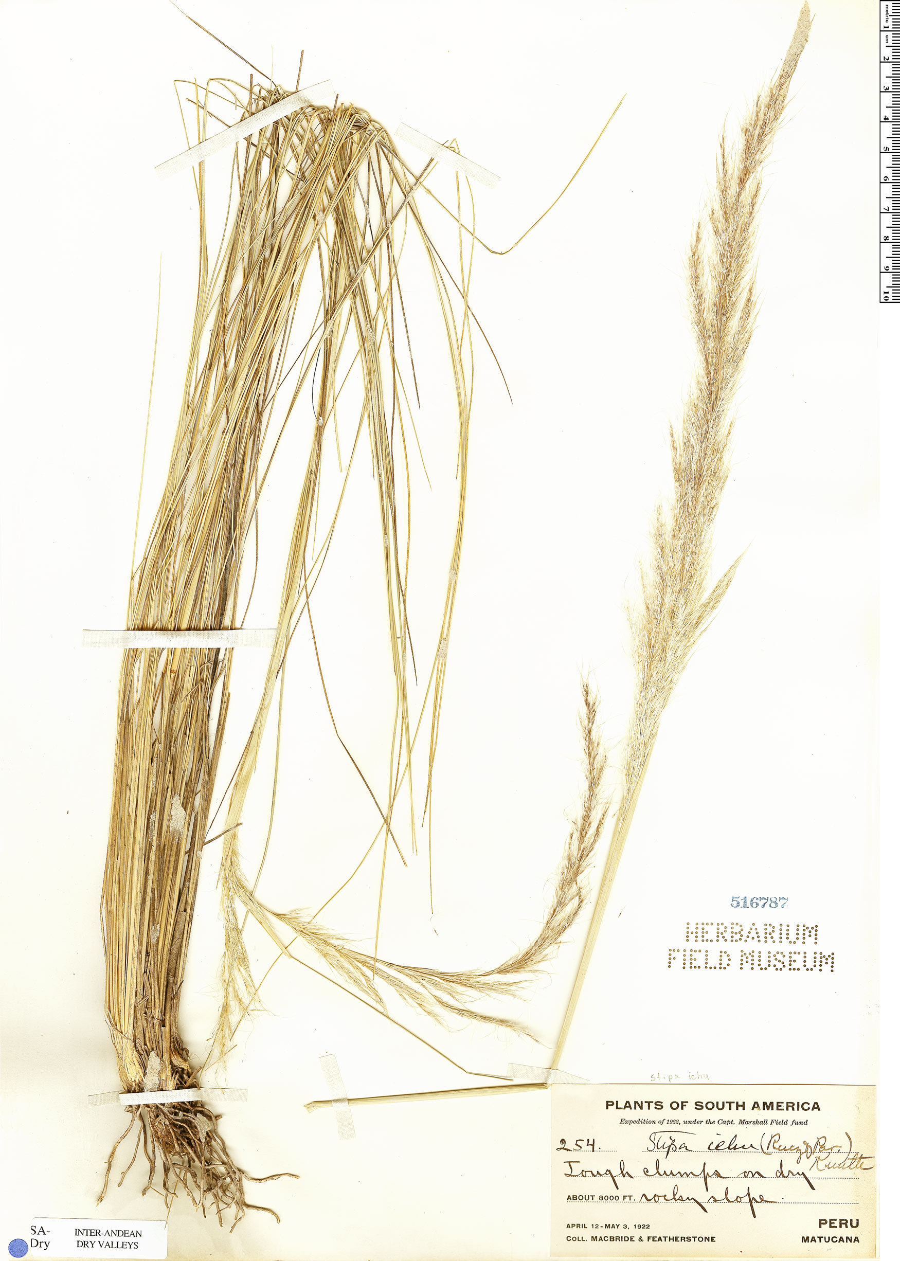 Jarava ichu | Herbário Rapid Reference | The Field Museum