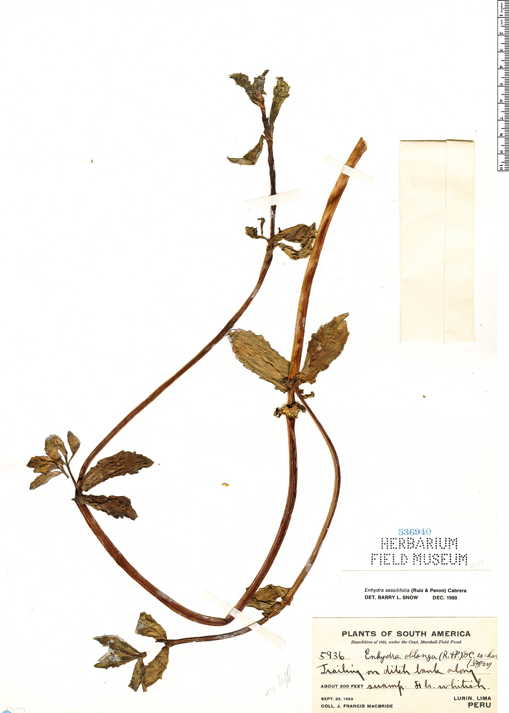 Enydra sessilifolia | Rapid Reference | The Field Museum