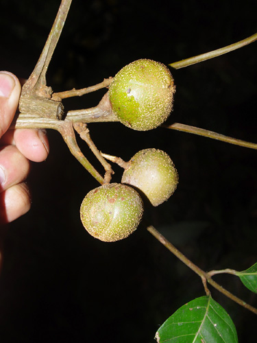 Protium opacum | Live Plant Photos | The Field Museum