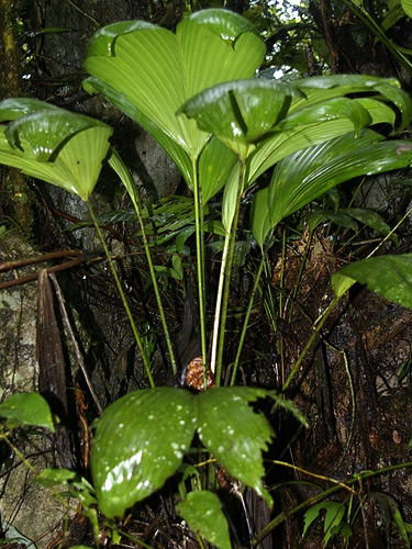 Asplundia | Live Plant Photos | The Field Museum