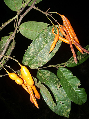 Swartzia subauriculata | Fotos de Campo | The Field Museum