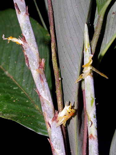 Ischnosiphon | Live Plant Photos | The Field Museum