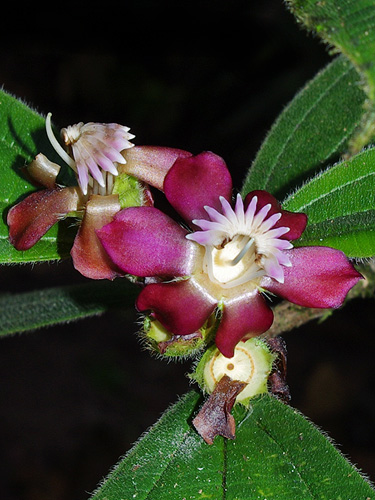 Blakea | Live Plant Photos | The Field Museum