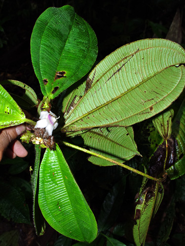 Blakea | Live Plant Photos | The Field Museum