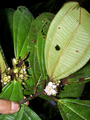 Blakea | Live Plant Photos | The Field Museum