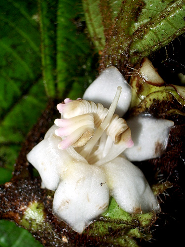 Blakea | Live Plant Photos | The Field Museum