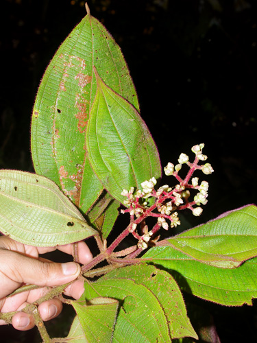 Miconia | Live Plant Photos | The Field Museum