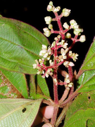 Miconia | Fotos de Campo | The Field Museum