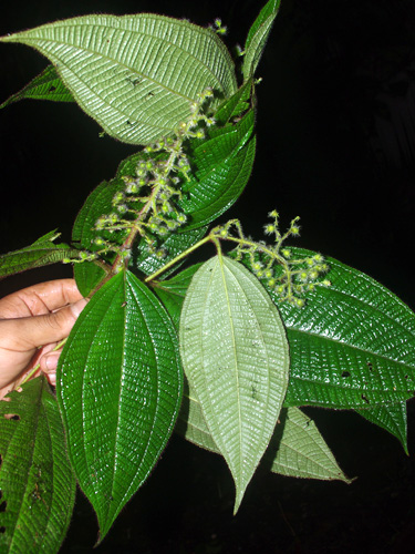 Miconia | Live Plant Photos | The Field Museum
