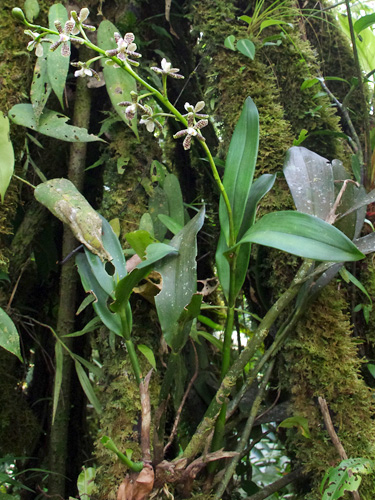 Prosthechea | Fotos de Campo | The Field Museum