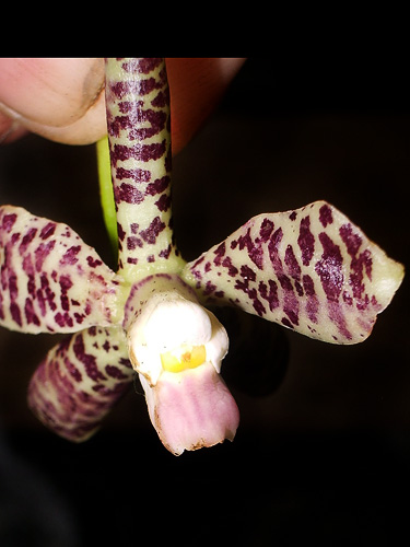 Prosthechea | Fotos de Campo | The Field Museum