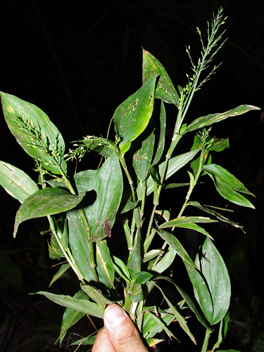 Ichnanthus pallens | Live Plant Photos | The Field Museum