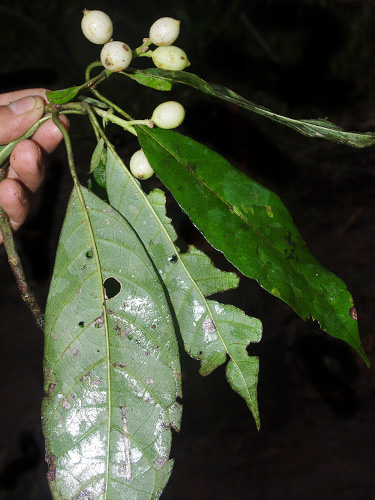 Coussarea | Fotos de Campo | The Field Museum