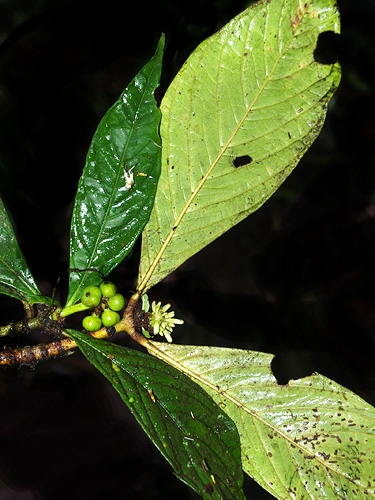 Rudgea hispidula | Live Plant Photos | The Field Museum