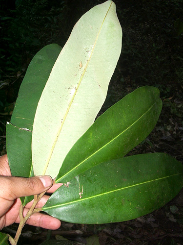 Micropholis | Fotos de Campo | The Field Museum