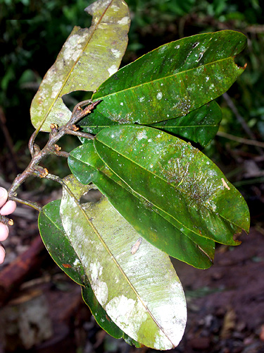 Micropholis | Live Plant Photos | The Field Museum