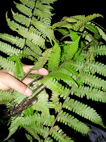 Cyathea | Fotos de Campo | The Field Museum