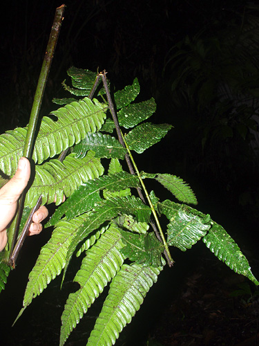 Cyathea | Live Plant Photos | The Field Museum