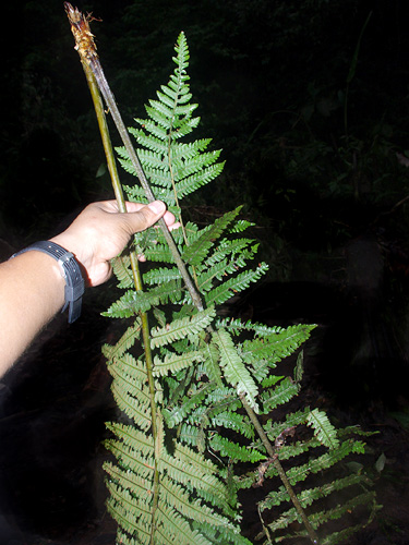 Cyathea | Live Plant Photos | The Field Museum