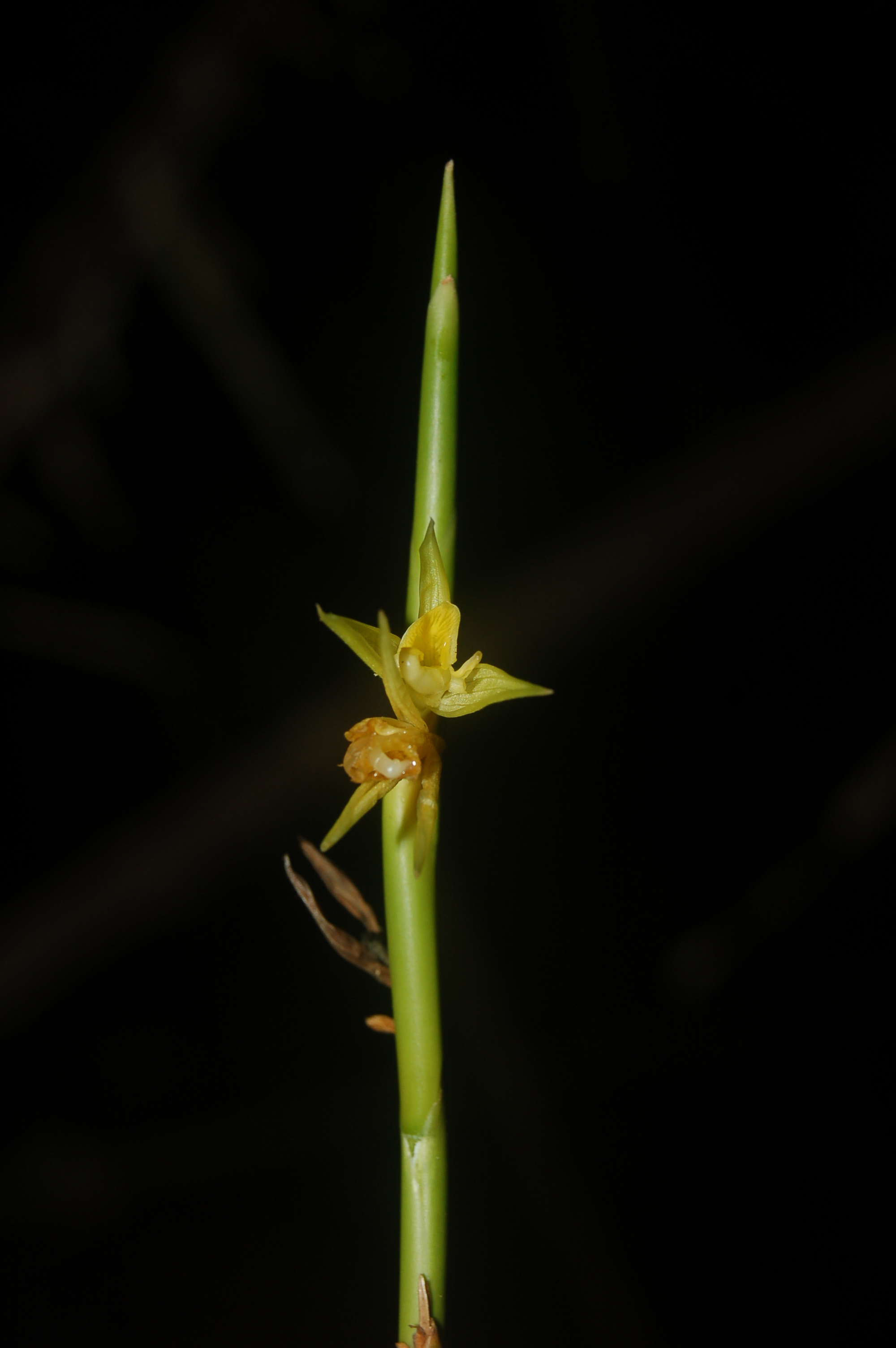 Ischnosiphon surumuensis | Live Plant Photos | The Field Museum