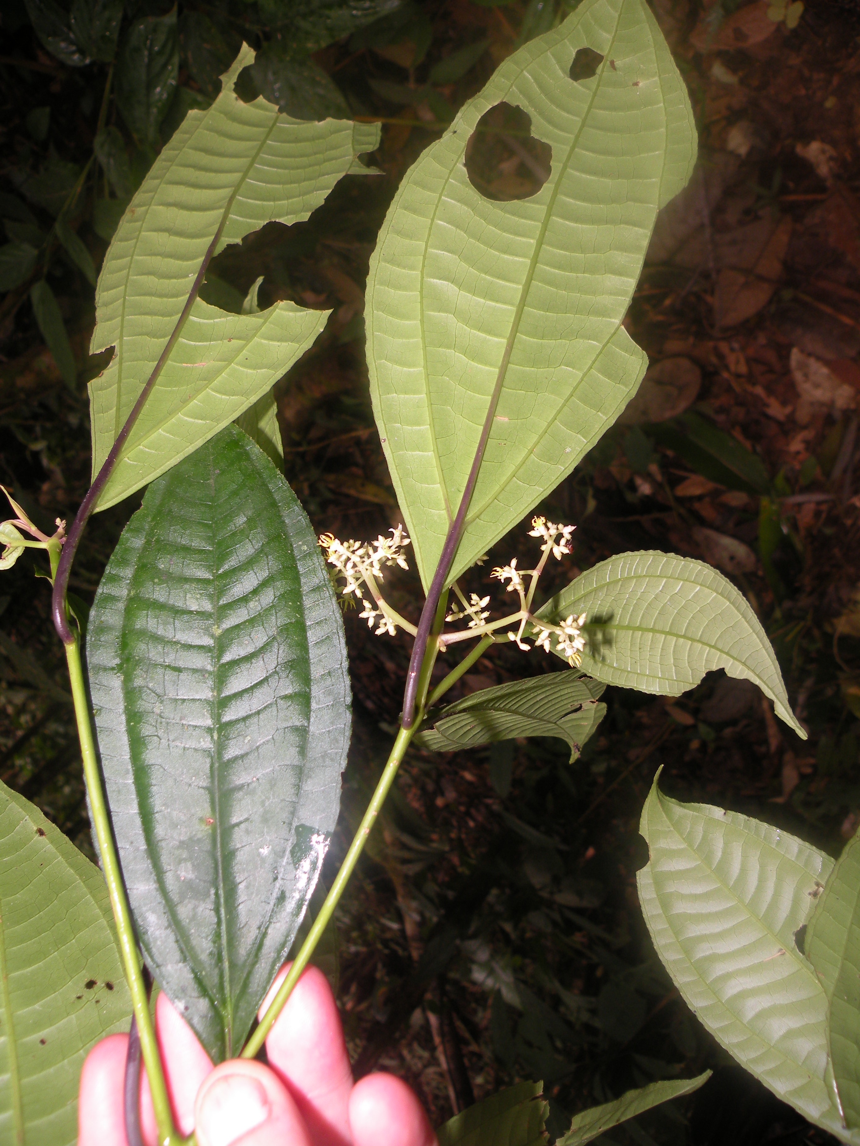 Miconia | Live Plant Photos | The Field Museum
