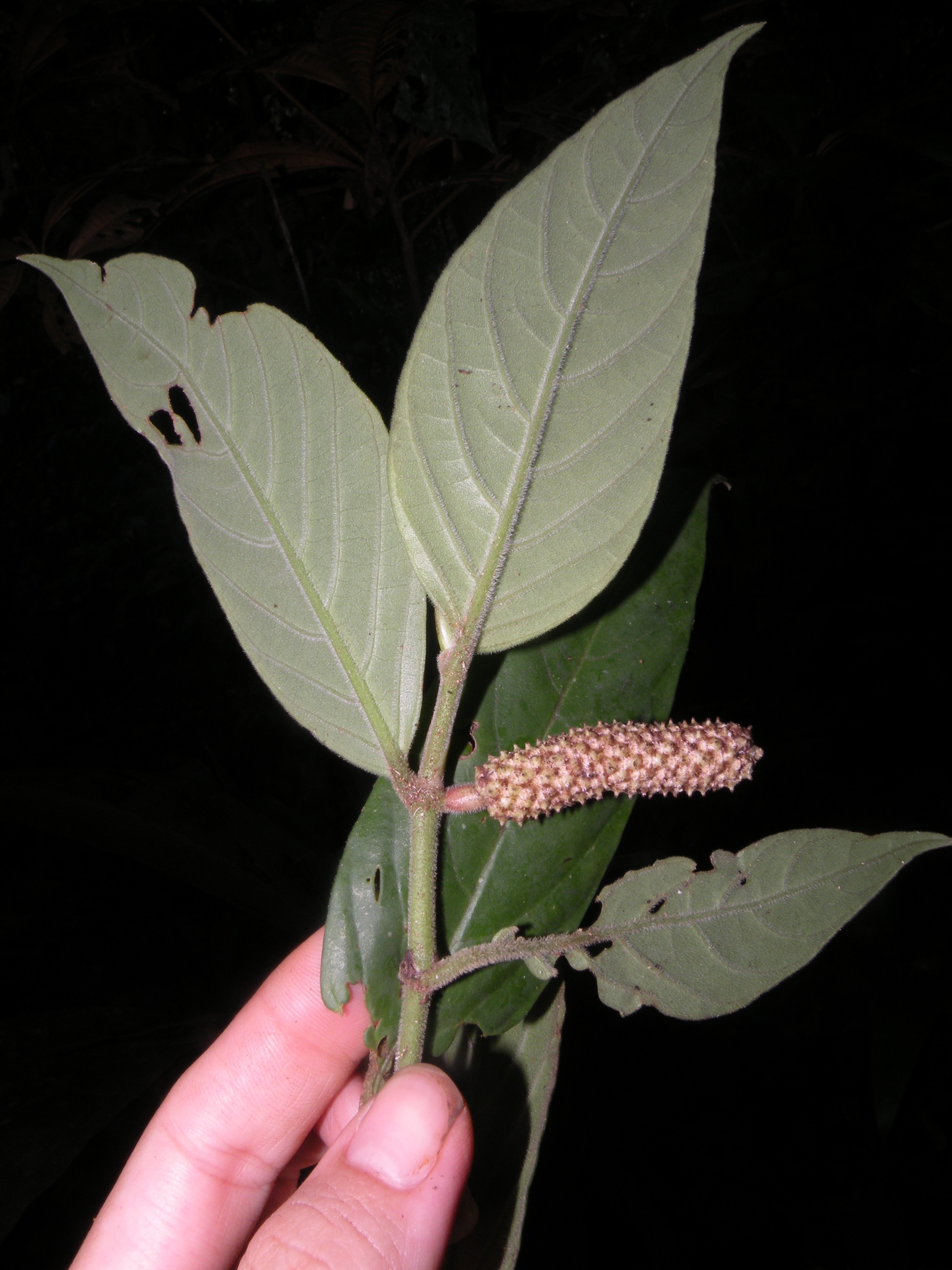 Piper | Live Plant Photos | The Field Museum