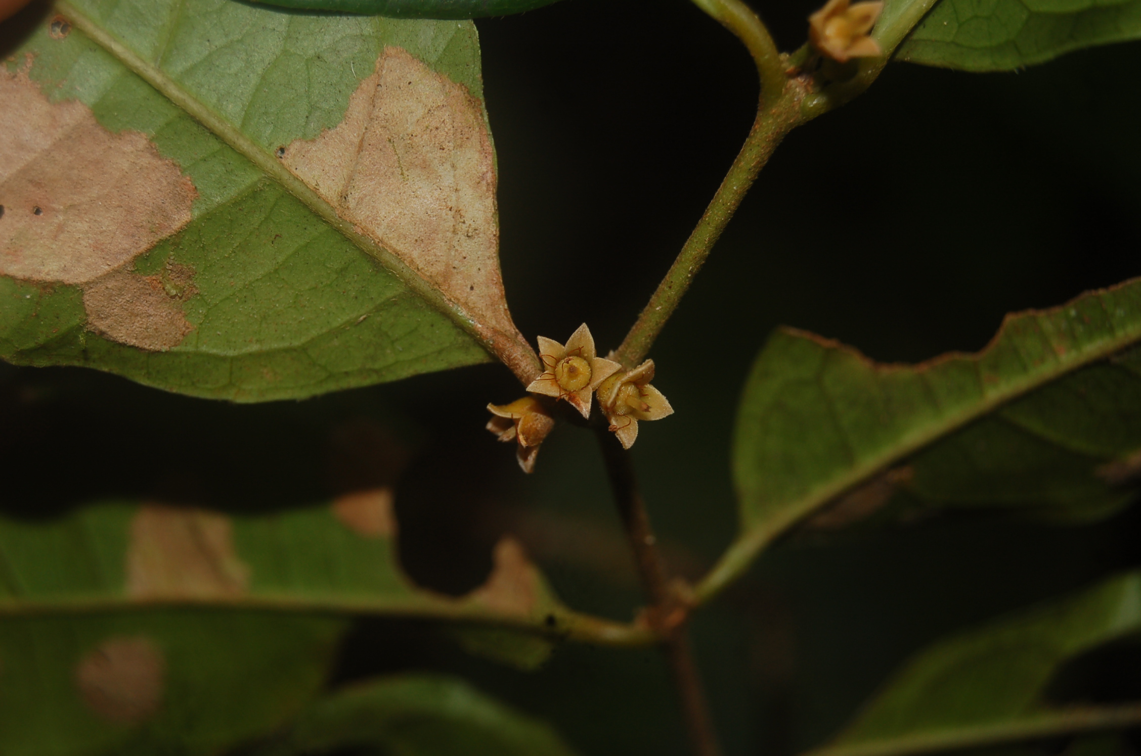 Cassipourea peruviana | Live Plant Photos | The Field Museum