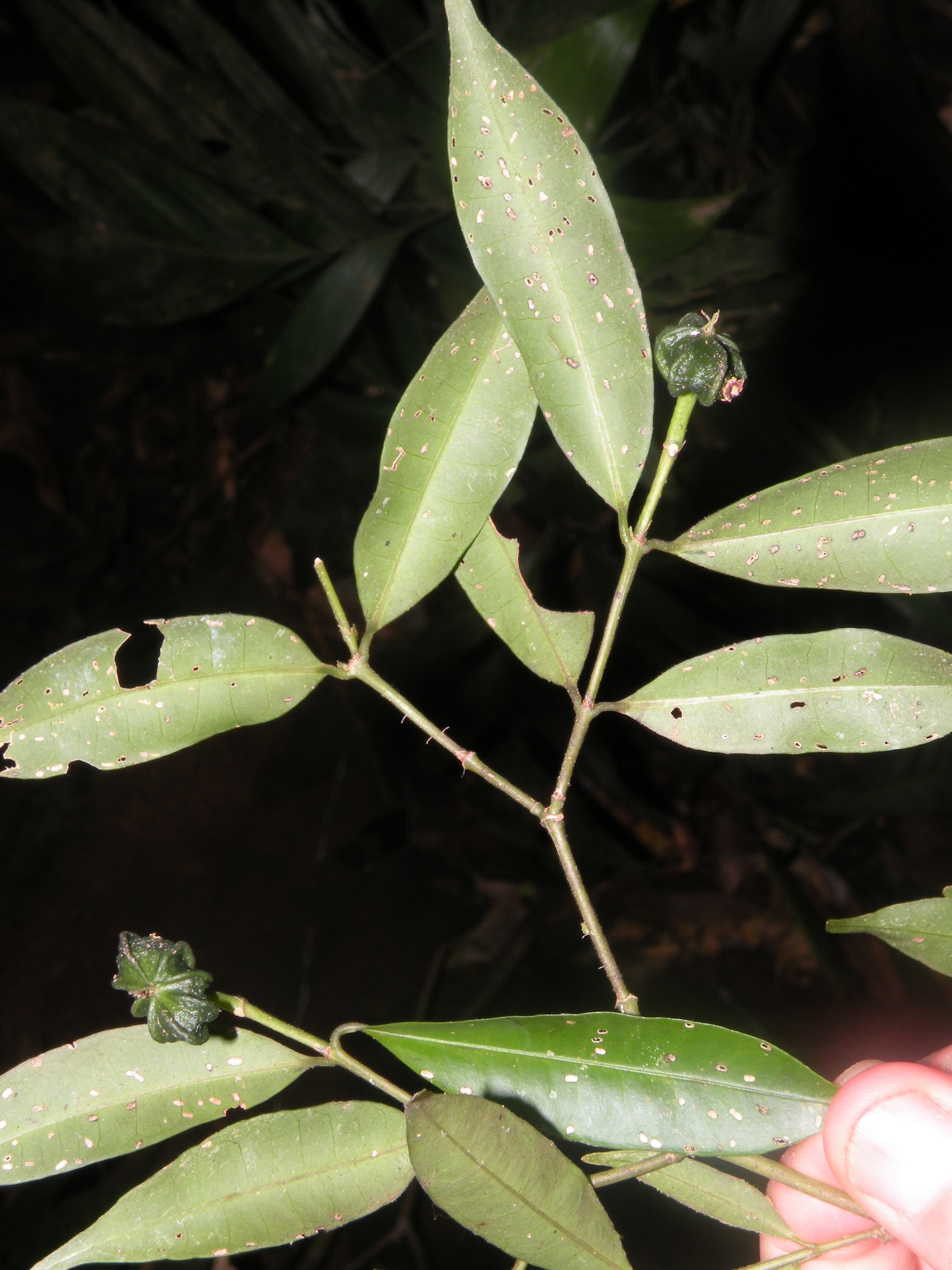 Faramea phyllonomoides | Live Plant Photos | The Field Museum