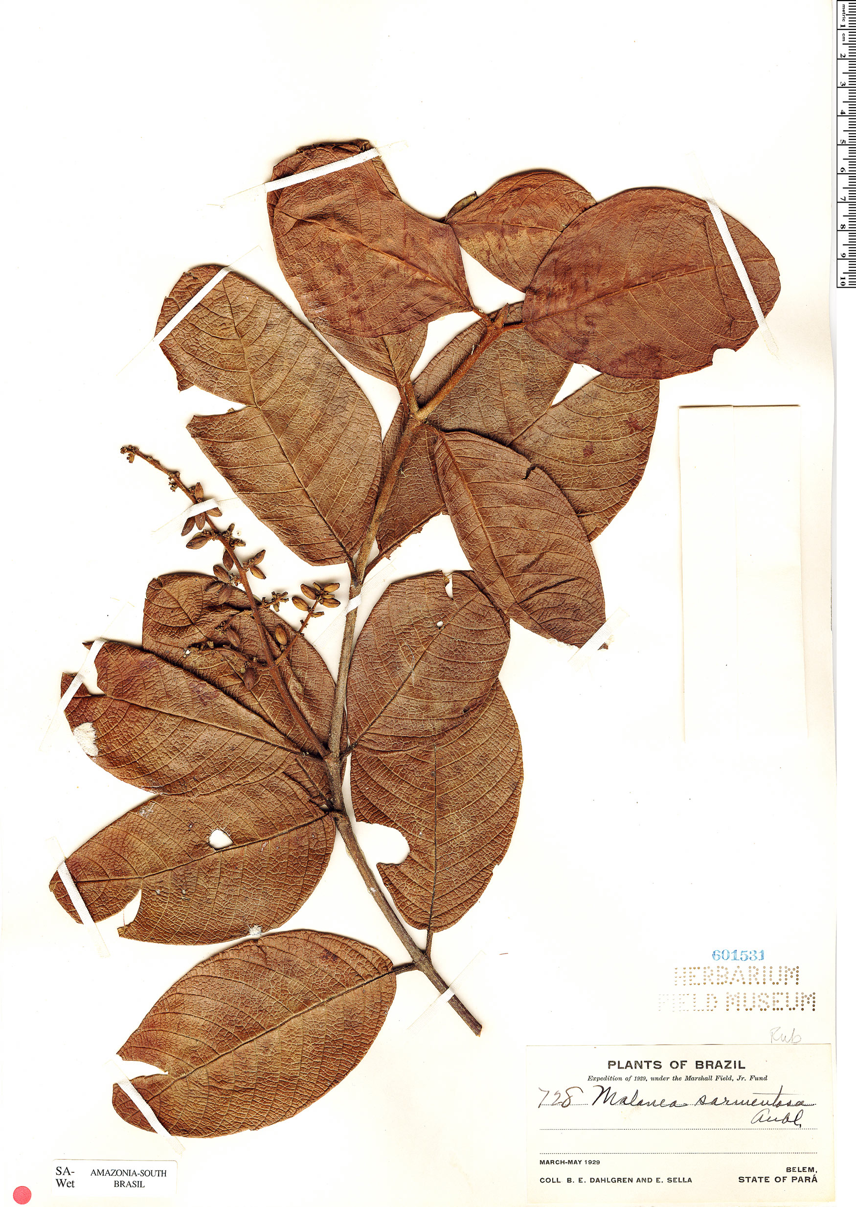 Malanea sarmentosa | Rapid Reference | The Field Museum