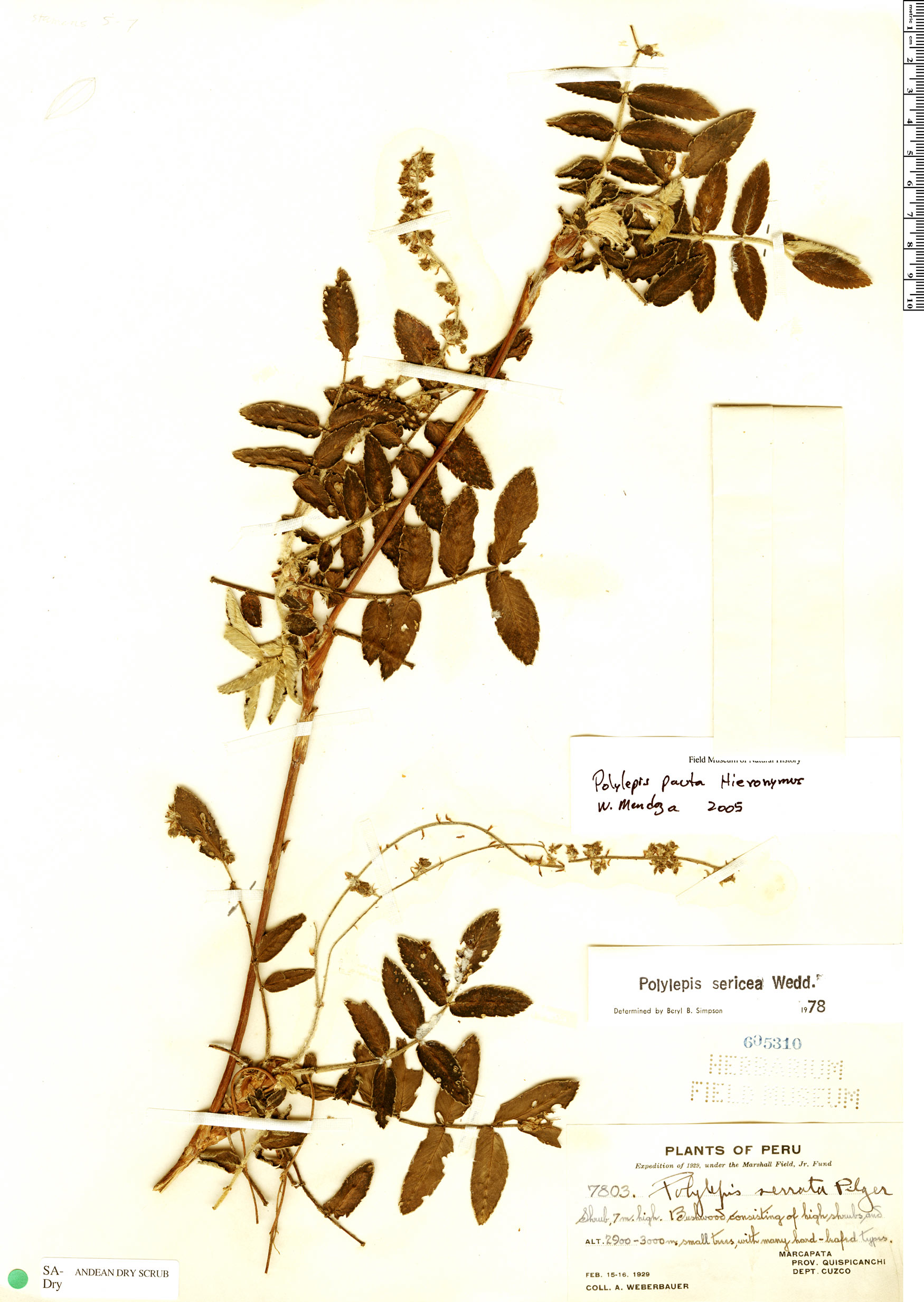 Polylepis serrata | Rapid Reference | The Field Museum