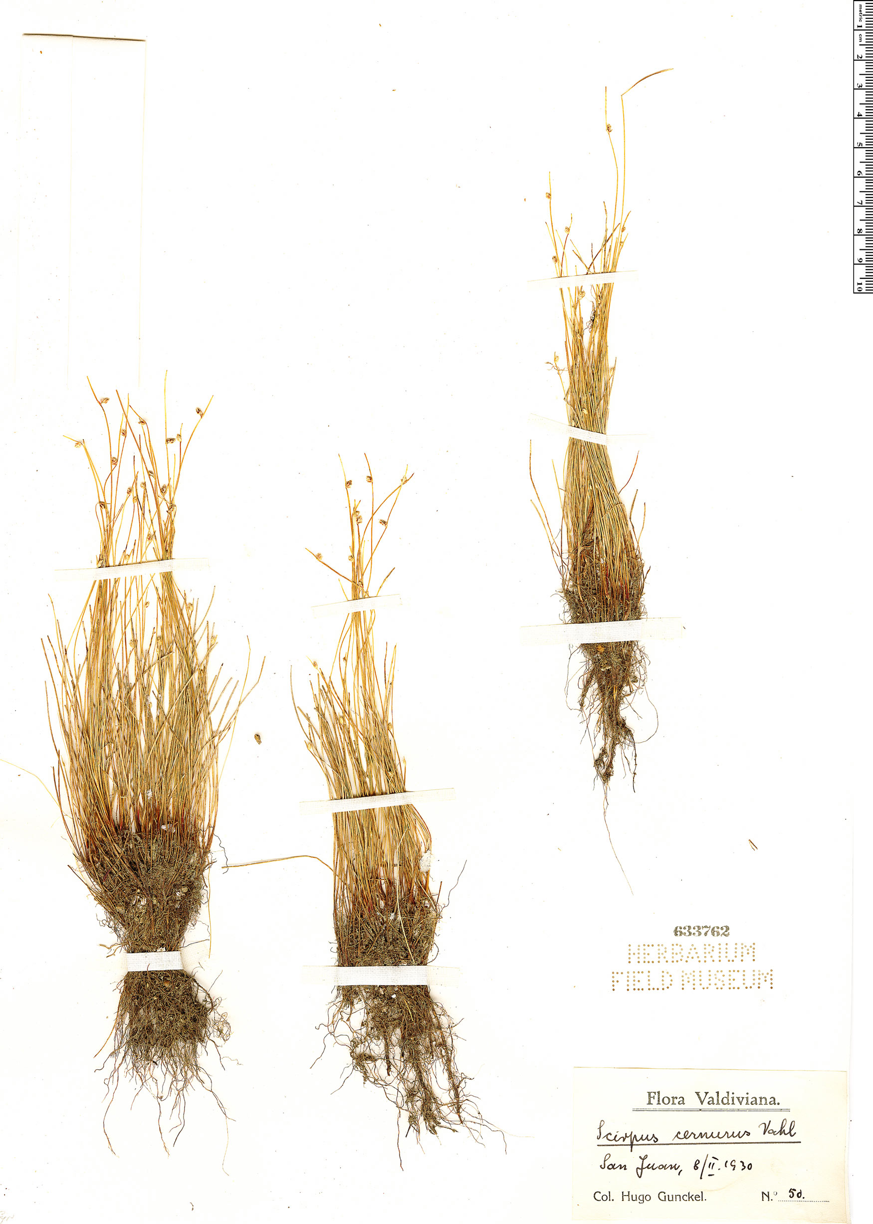 Isolepis cernua | Herbário Rapid Reference | The Field Museum