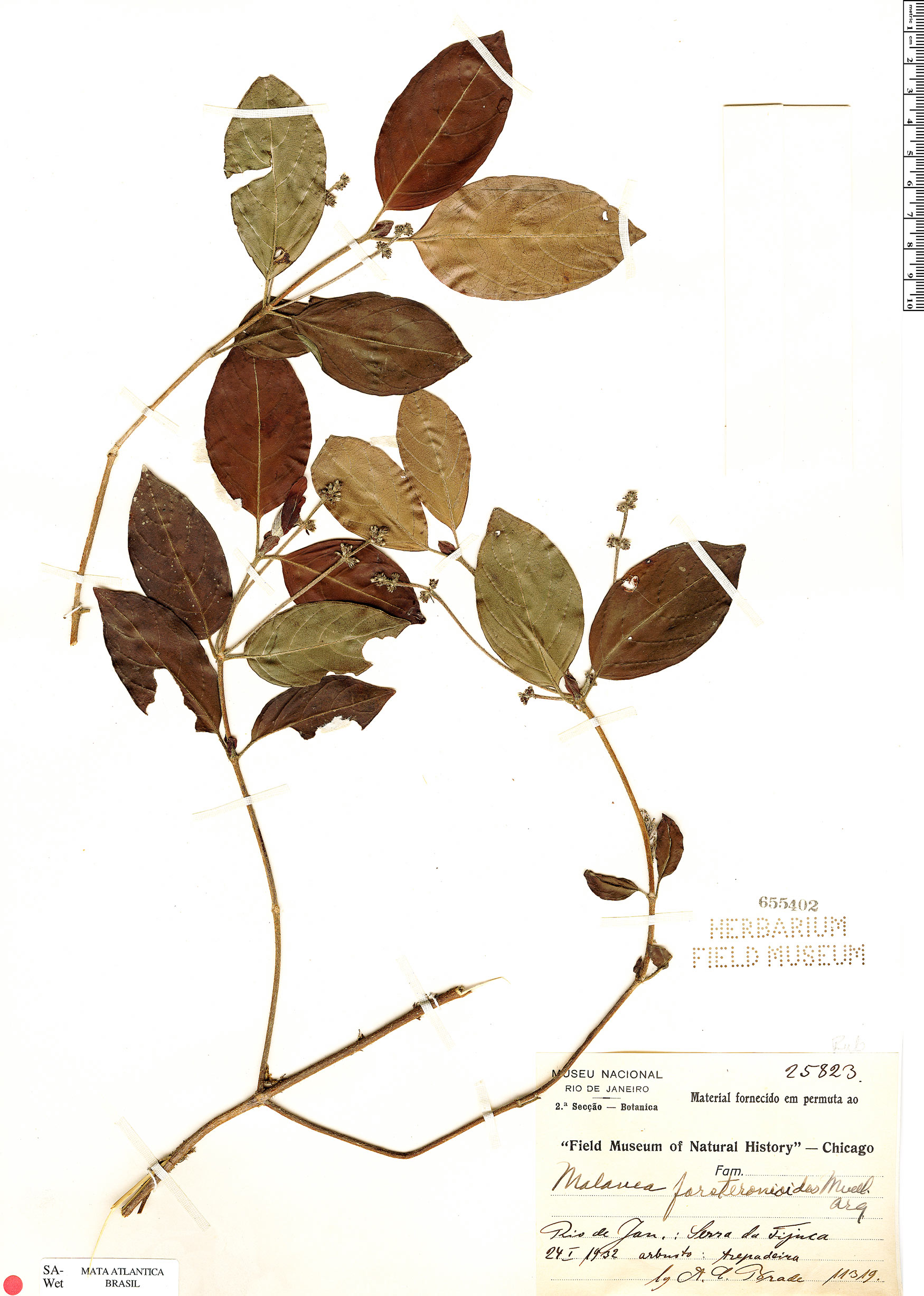 Malanea forsteronioides | Herbário Rapid Reference | The Field Museum