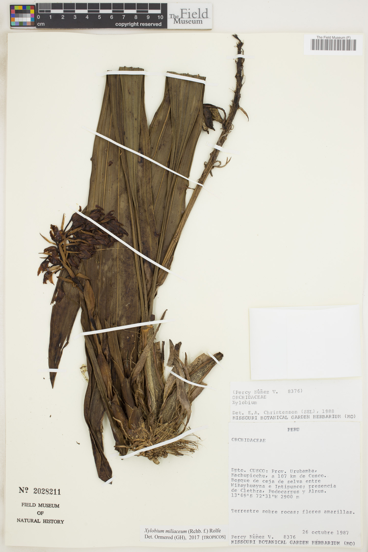 Xylobium miliaceum | Rapid Reference | The Field Museum