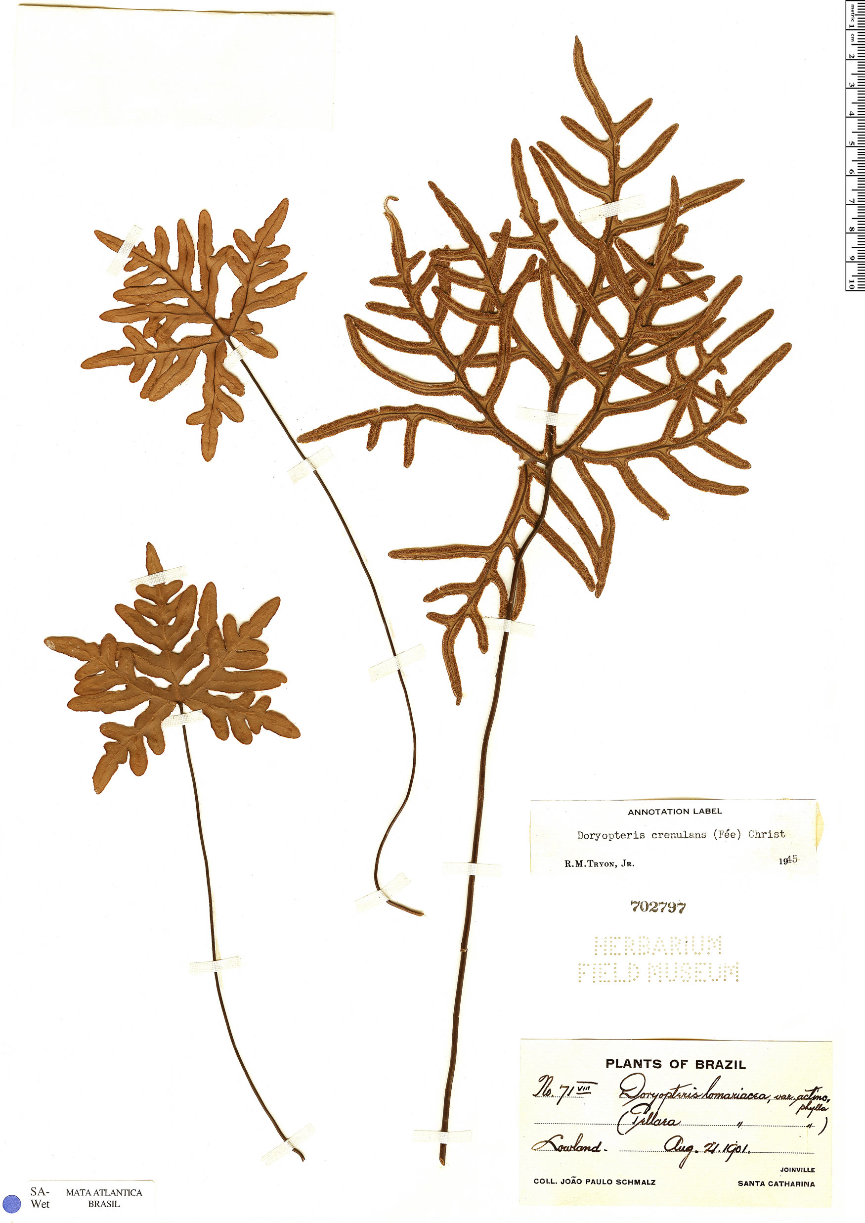 Doryopteris crenulans | Rapid Reference | The Field Museum