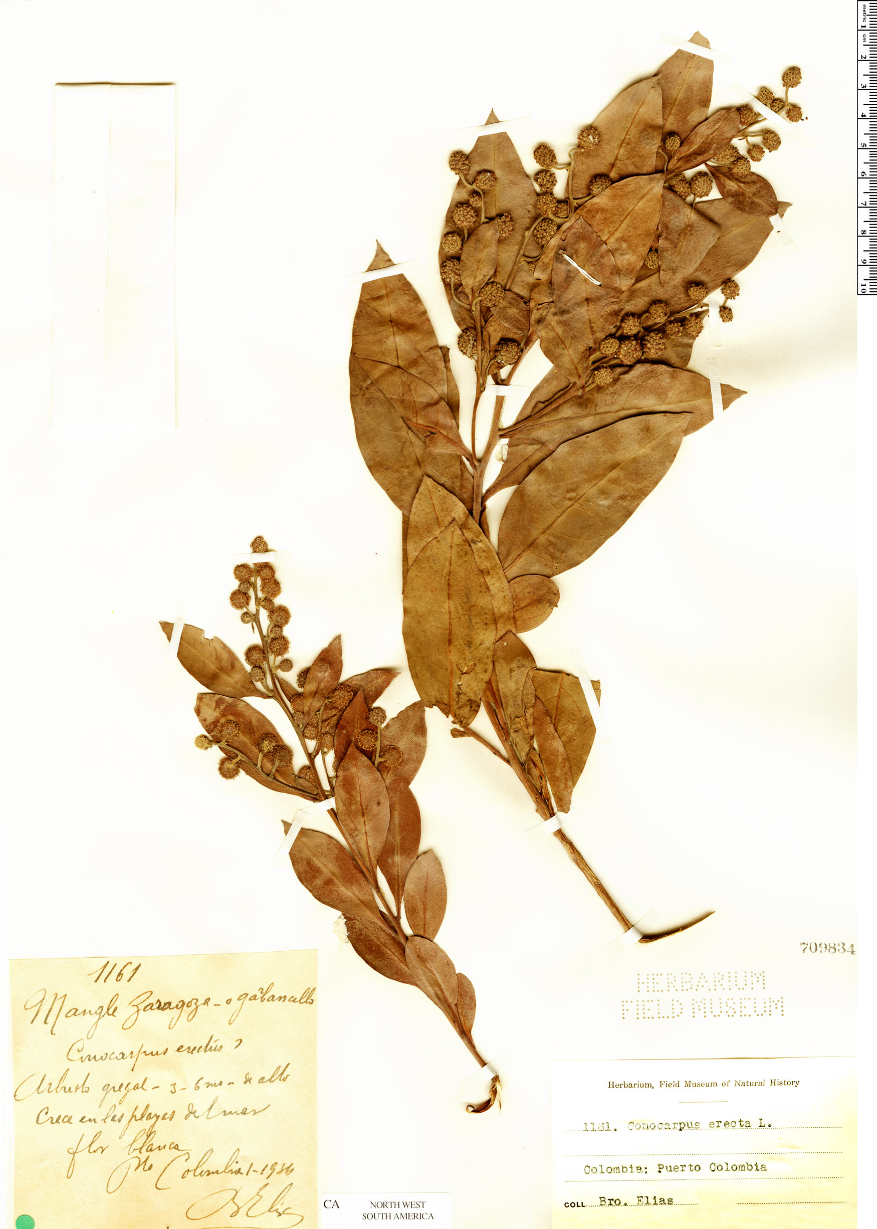 Conocarpus erectus | Rapid Reference | The Field Museum