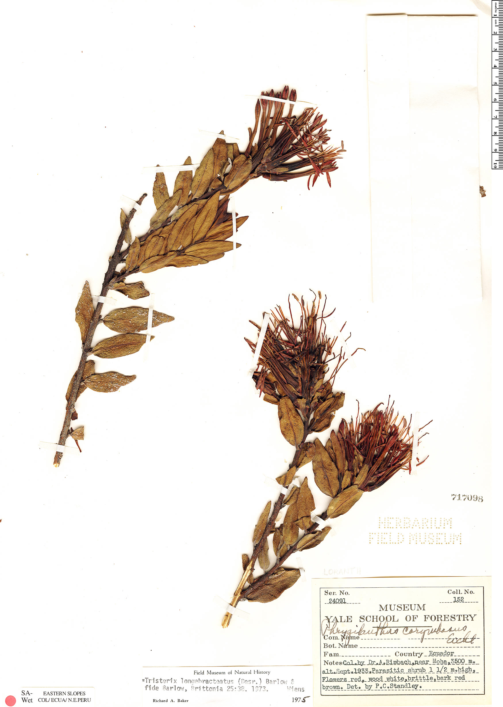 Tristerix longebracteatus | Rapid Reference | The Field Museum