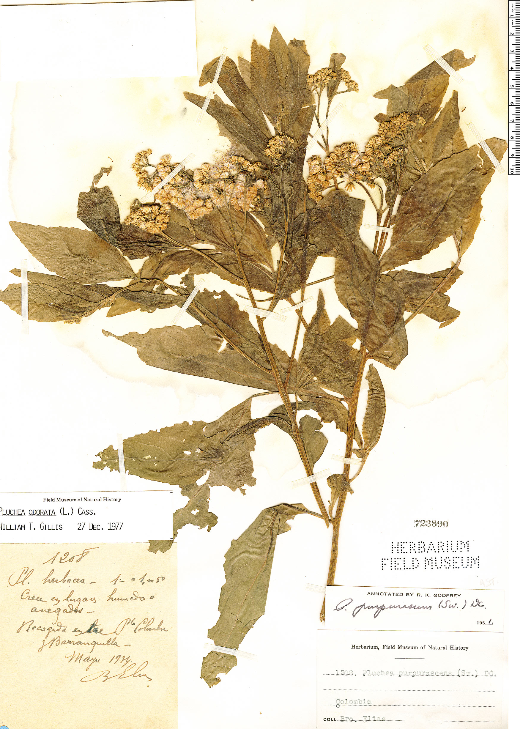 Pluchea odorata | Herbário Rapid Reference | The Field Museum
